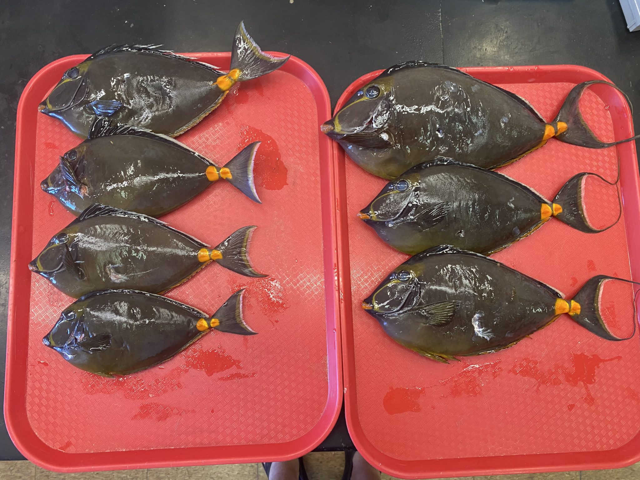 Fish Donations – Poseidon Fisheries Research