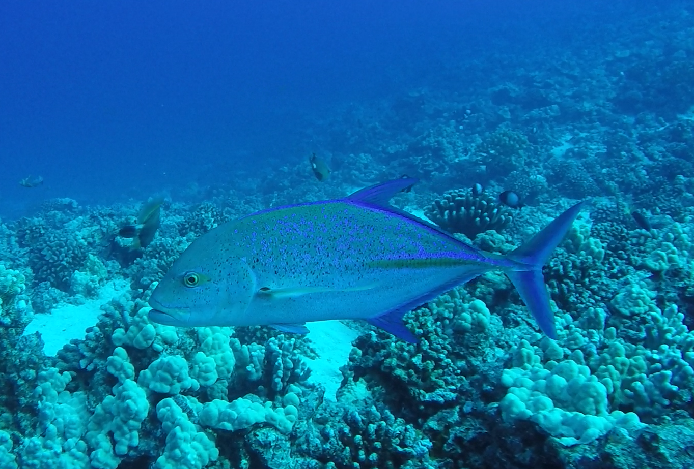 Reef Associated Fish – Poseidon Fisheries Research