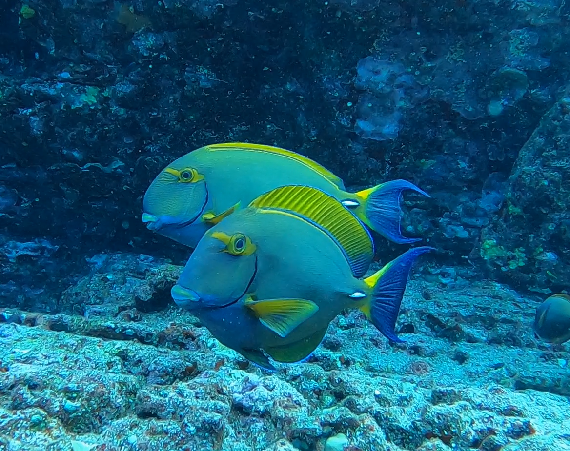 Reef Associated Fish – Poseidon Fisheries Research