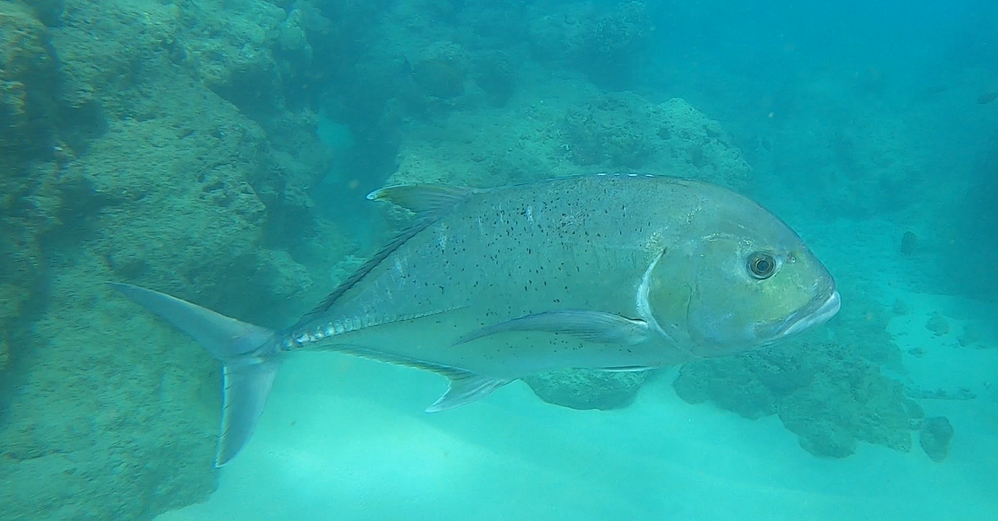 Reef Associated Fish – Poseidon Fisheries Research