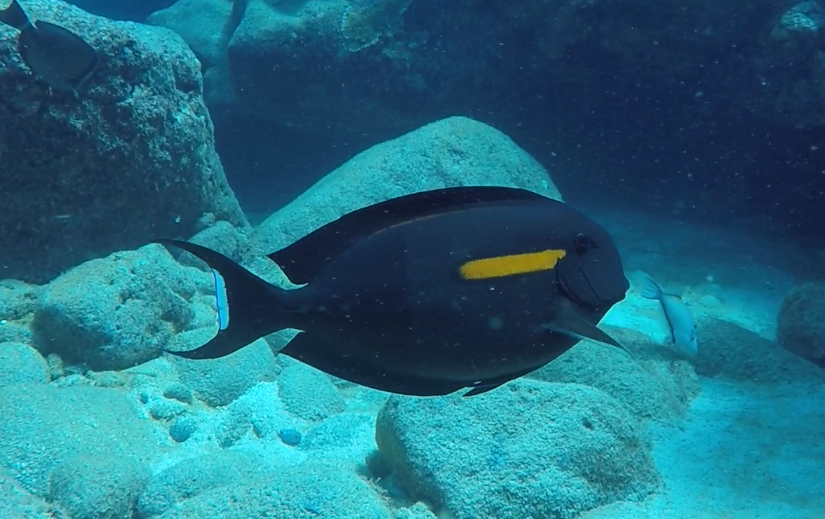 Reef Associated Fish – Poseidon Fisheries Research